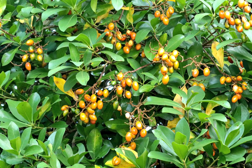 Are Karaka Berries Poisonous To Dogs