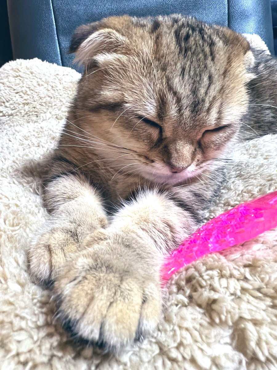 ビールねこ (@BEER_neko2) | Twitter