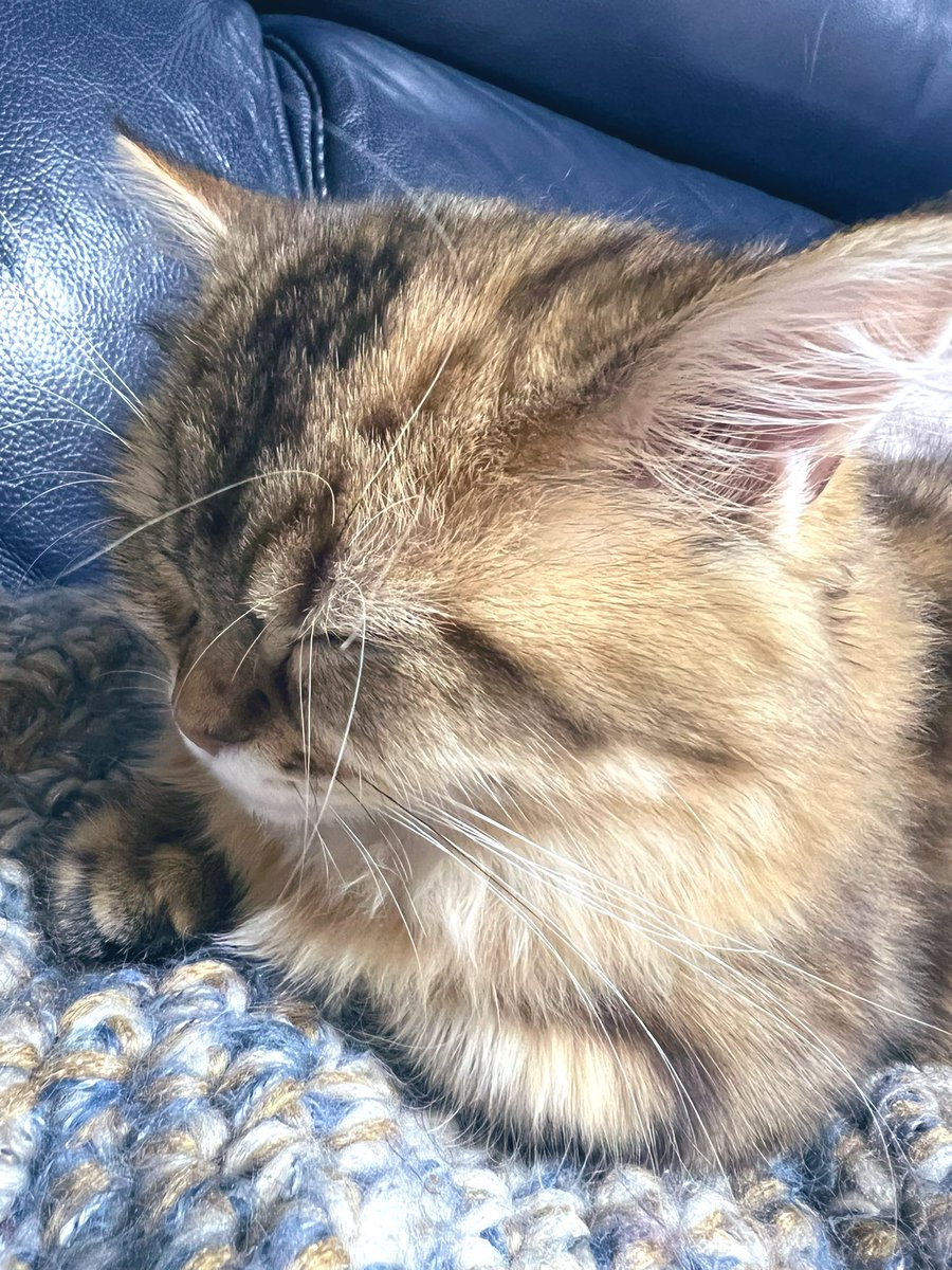 ビールねこ (@BEER_neko2) | Twitter