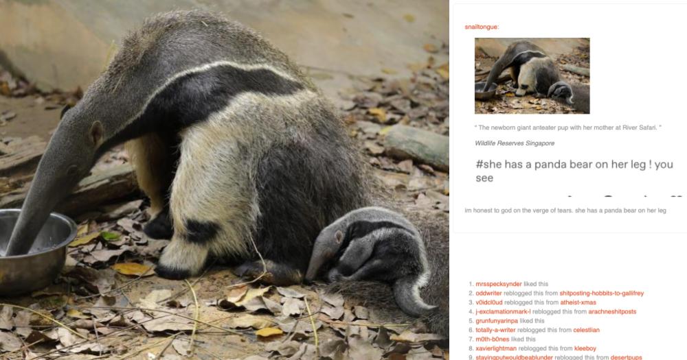 Panda Anteater