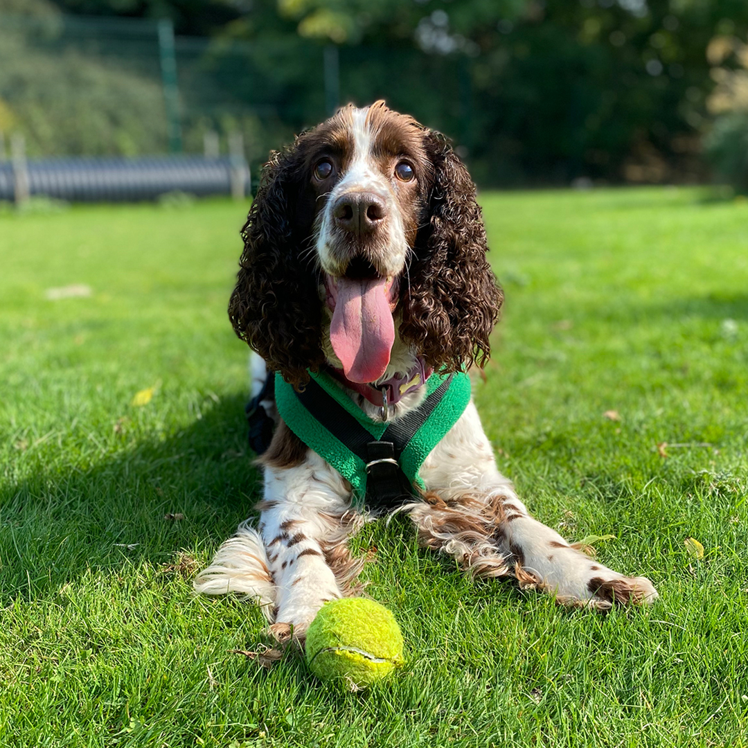 What Is The Average Size Of A Dog House