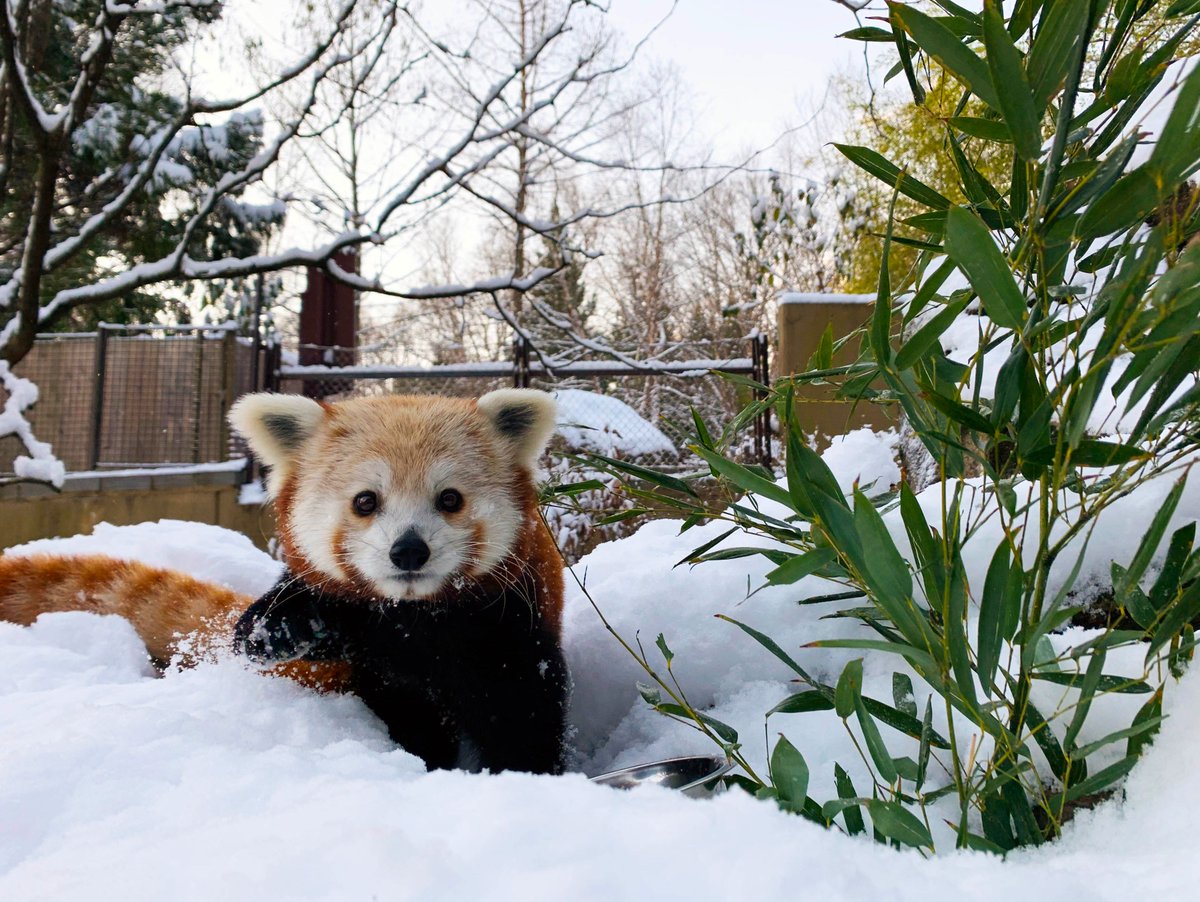 Cute Red Panda In Snow