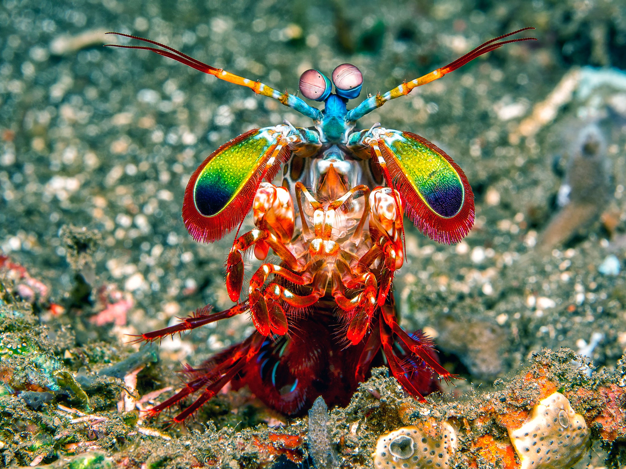 Peacock Mantis Shrimp Punch