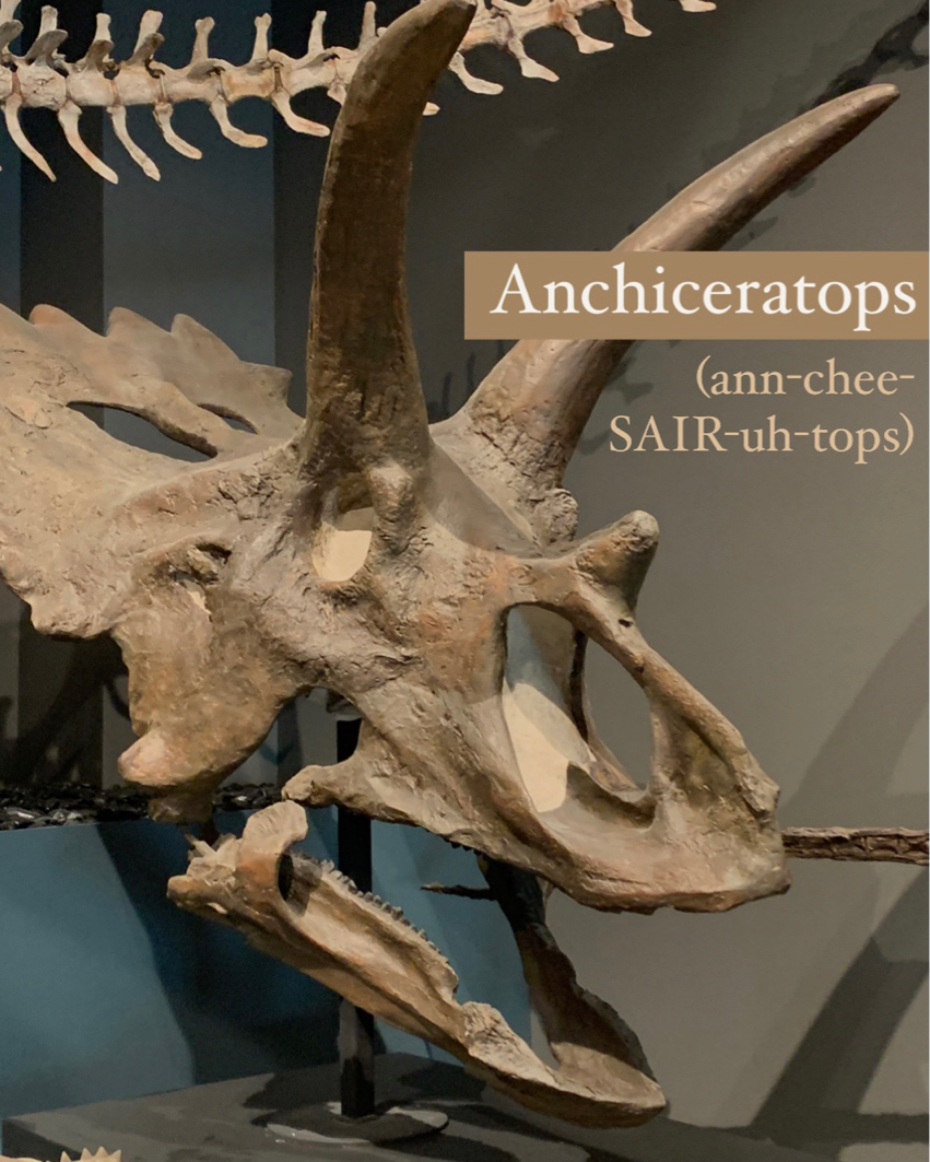 Anchiceratops