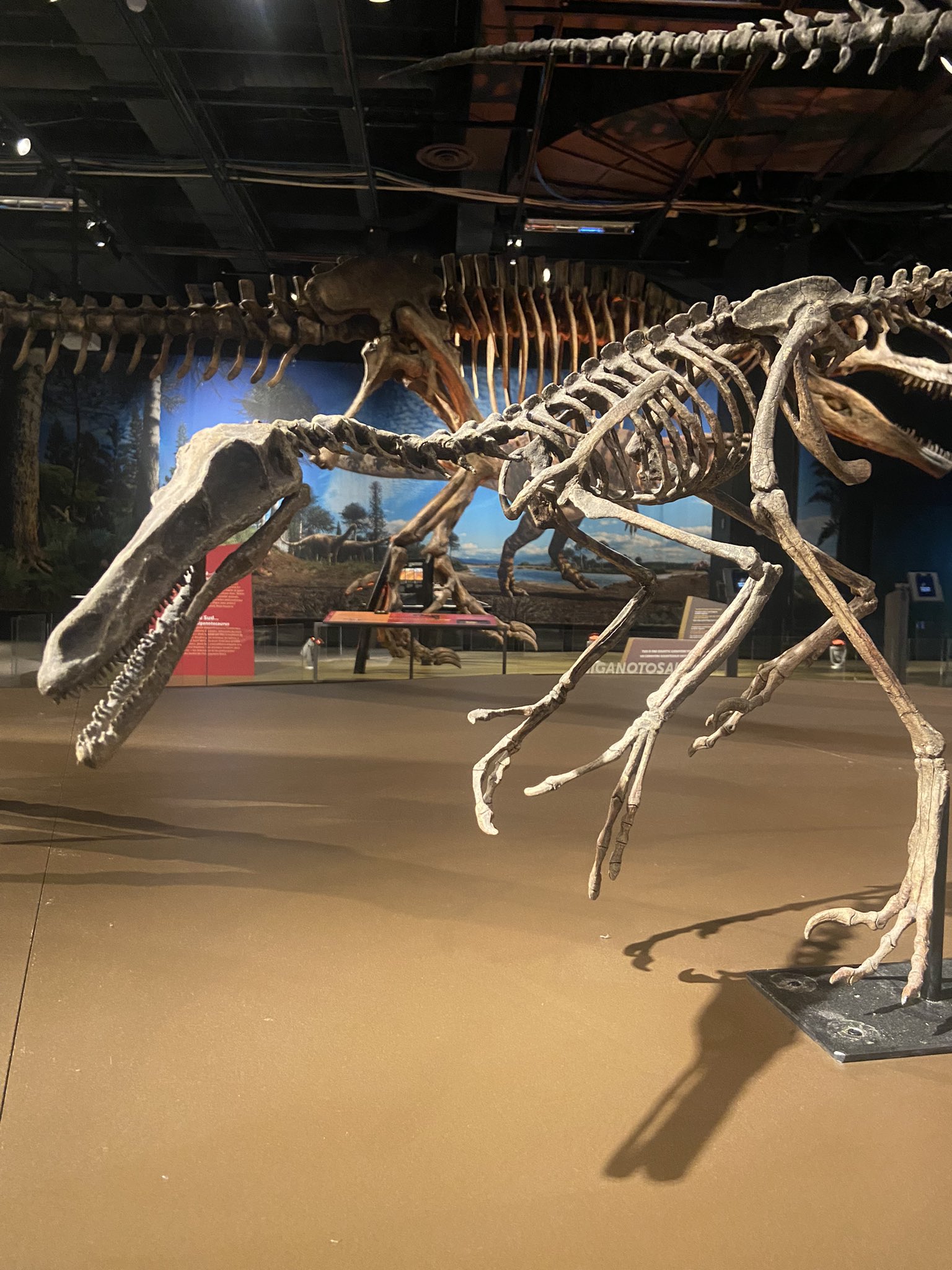 Buitreraptor Skeleton