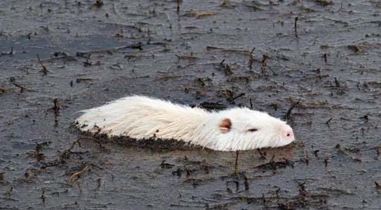Albino Capybara