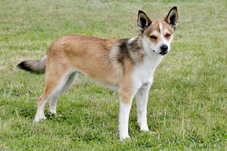 What Breed Of Dog Has 6 Toes