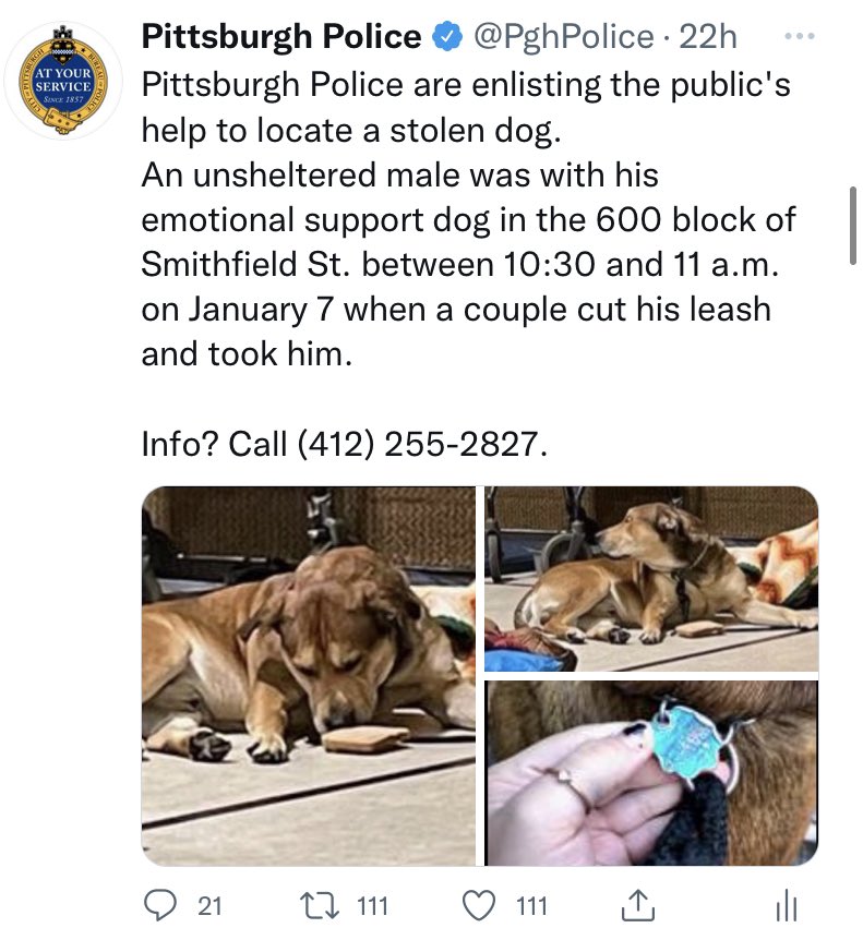 What If Someone Steals Your Dog