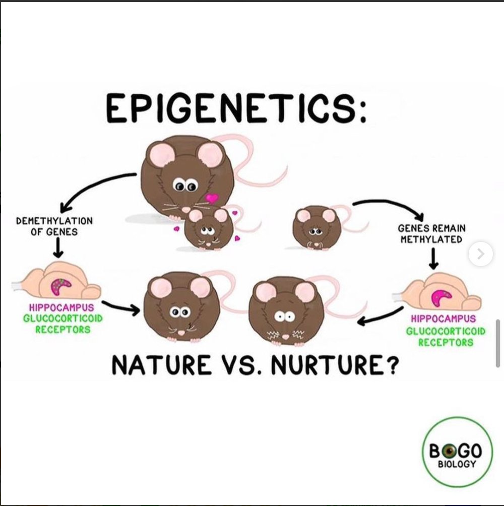 Nature Vs Nurture Cartoon