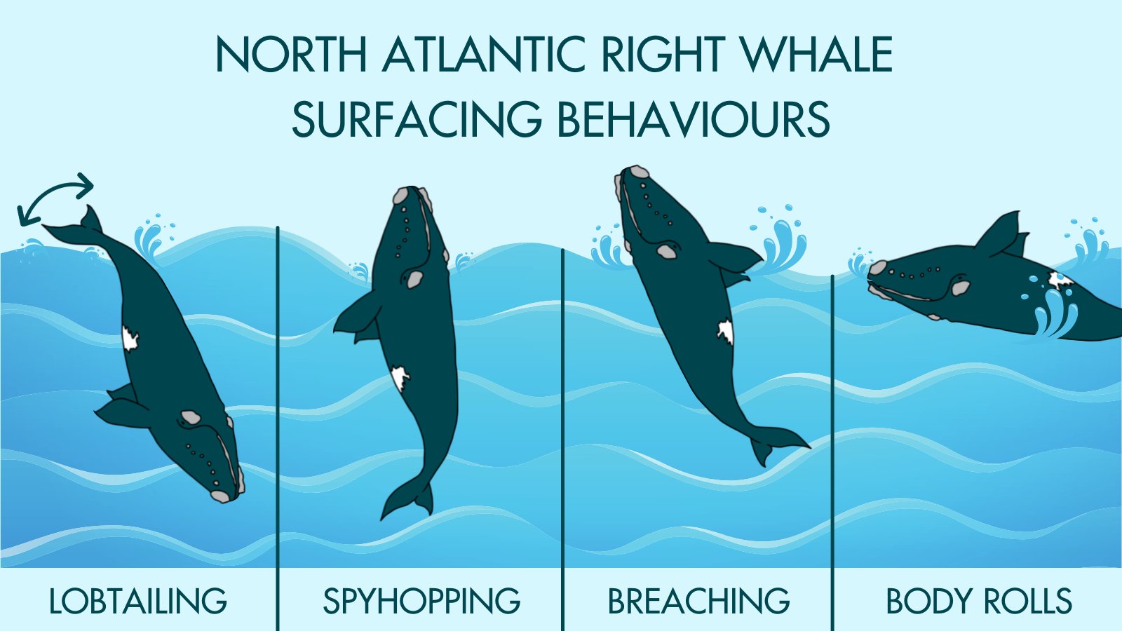 North Atlantic Right Whale Full Body