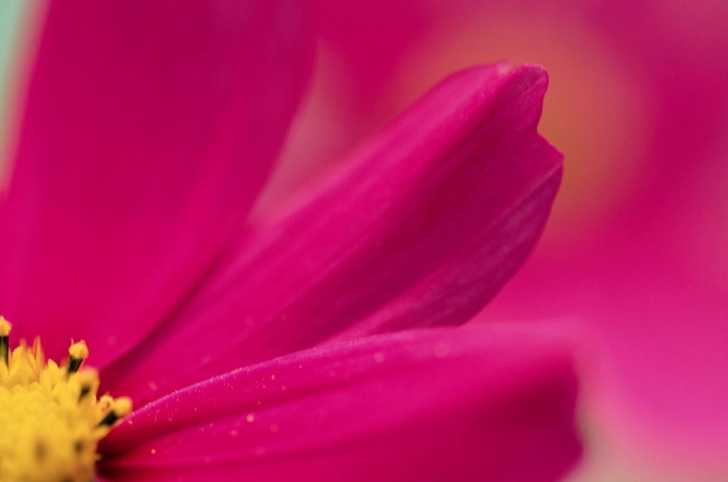Windows 8 Official Flower Wallpaper