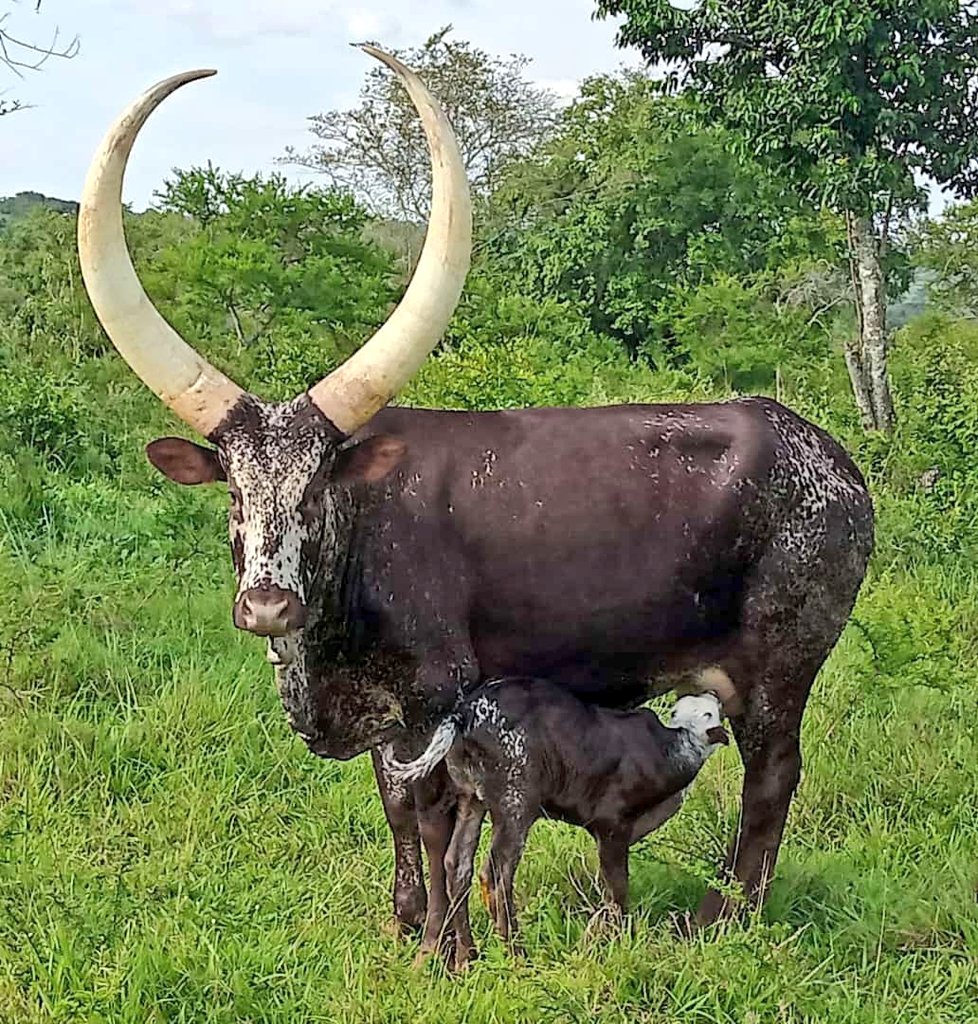 Baby Watusi Cattle