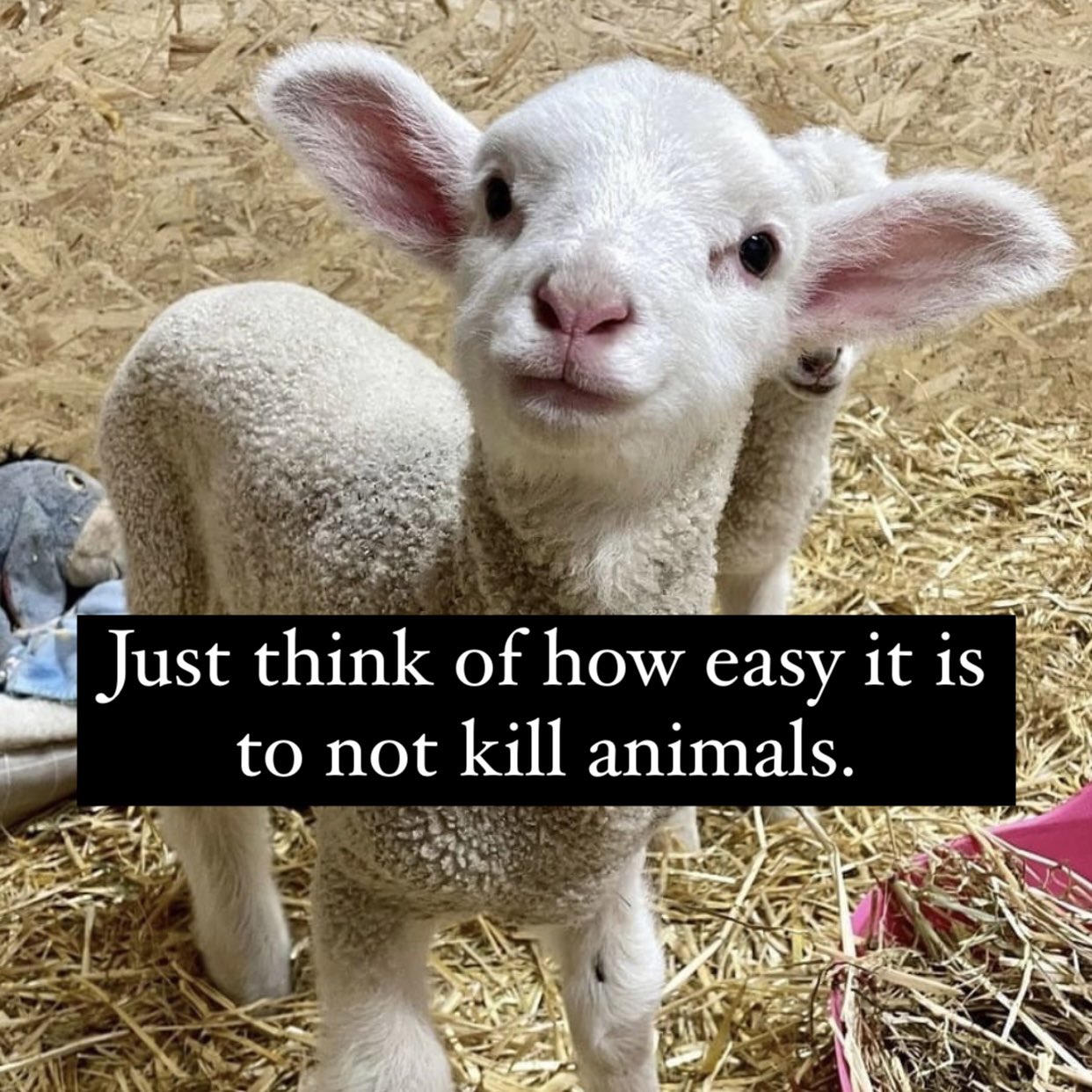 Killing Animals Quotes Human Beings Are Not Natural Carnivores. When