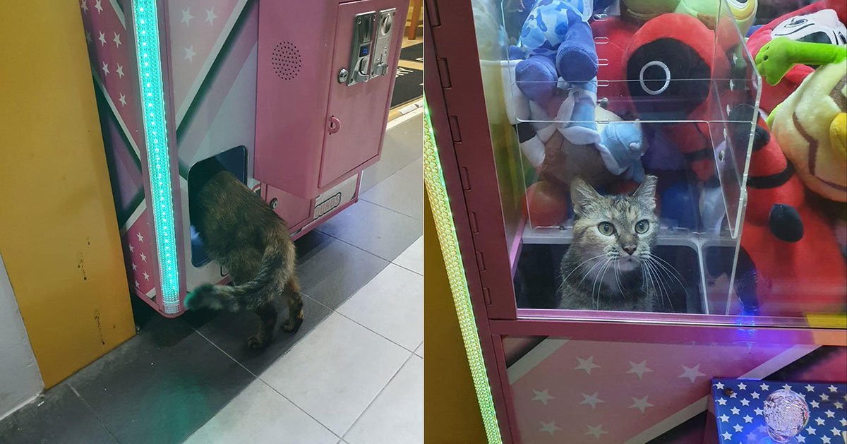 gatepanda (@gatepandar) | Twitter