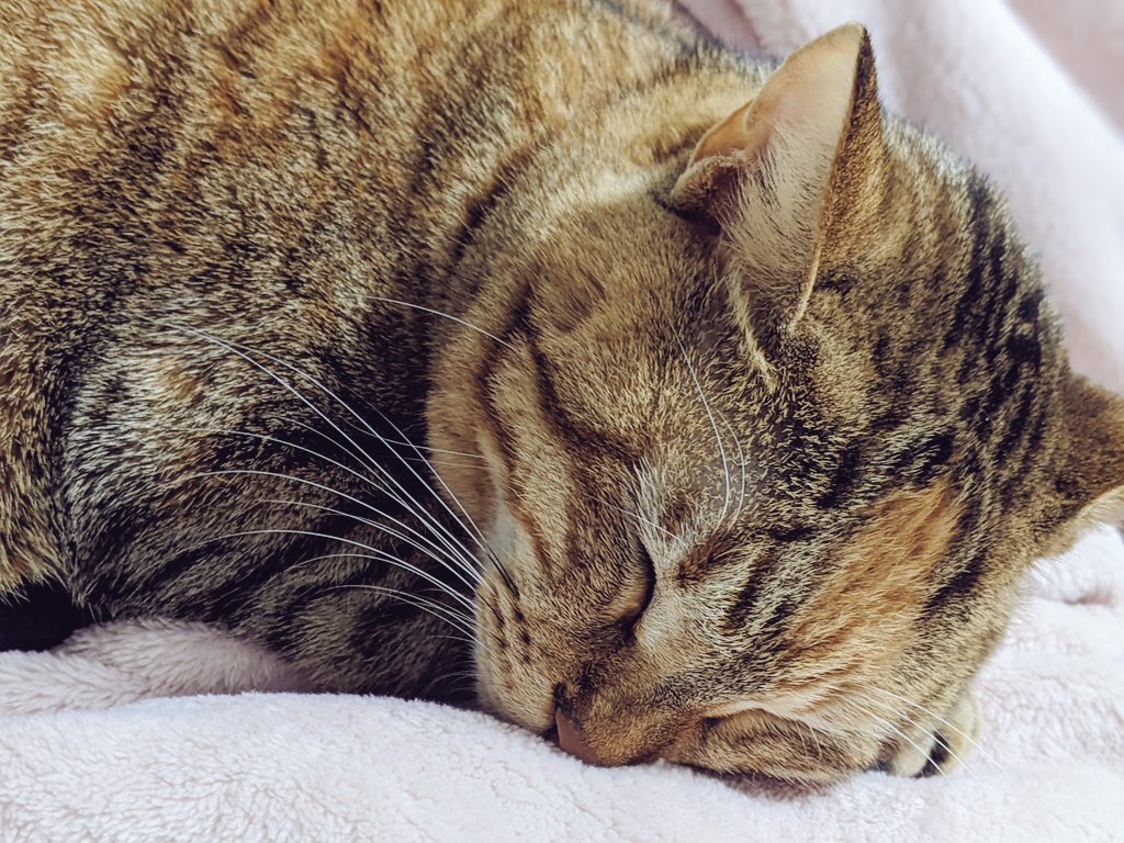 ねこ、一生吸える らせつ🦦けい @lst9k