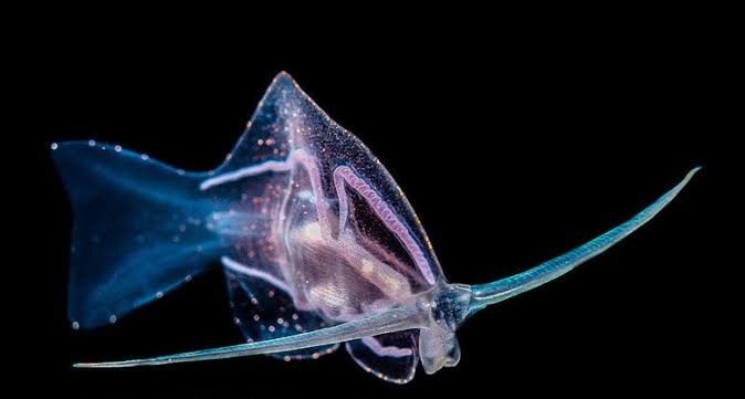 Convergent Evolution Examples In Fish