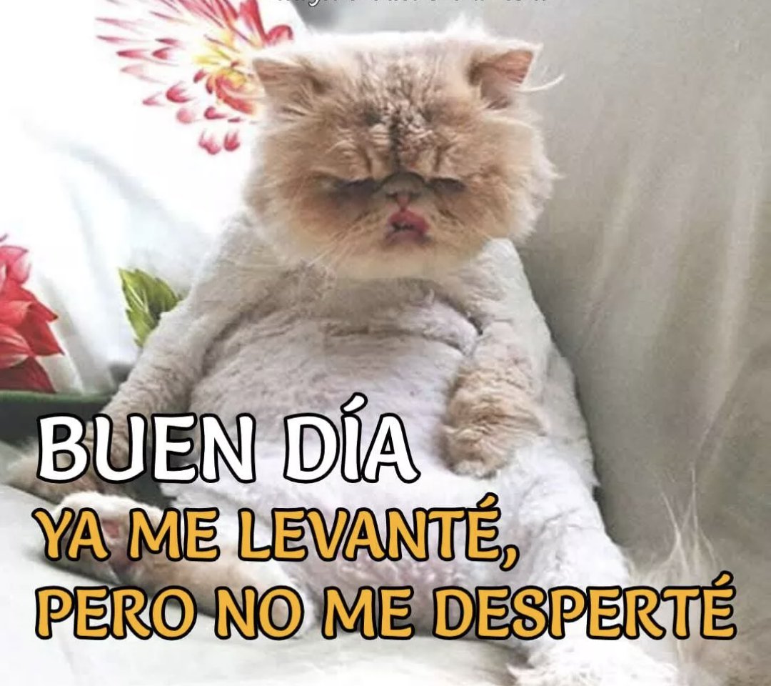 Buenos Dias Meme Chistoso