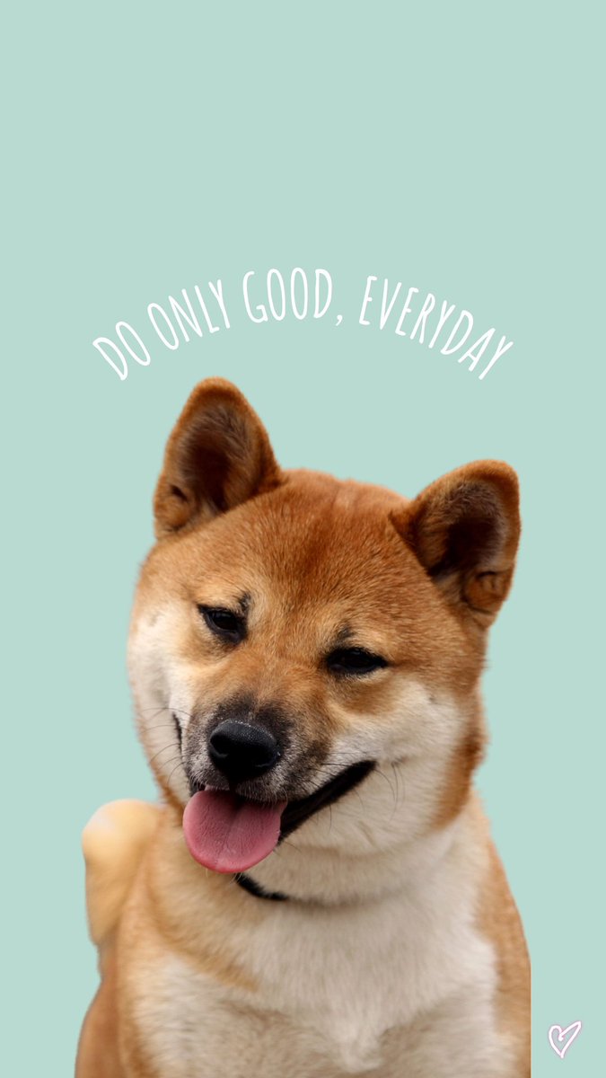 Shibe Doge Wallpaper