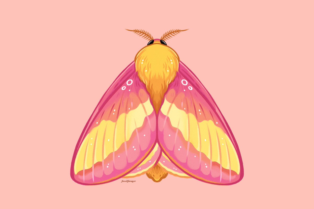 「Rosy maple moth 🌸 」|Nicole 🌱のイラスト