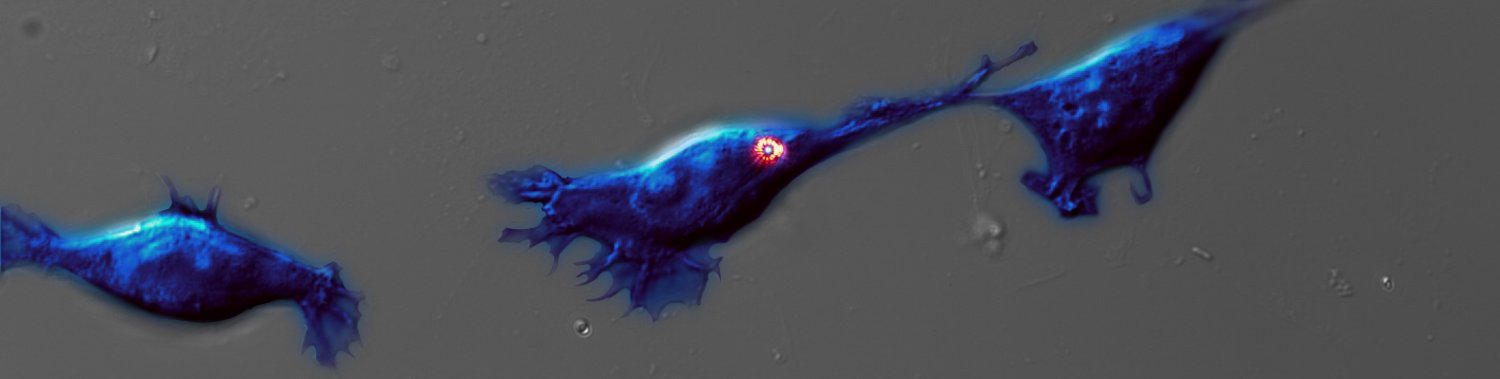 Biointegrated Photonics Lab on Twitter: "At the end, one of my favourite #nanolaser images from ...