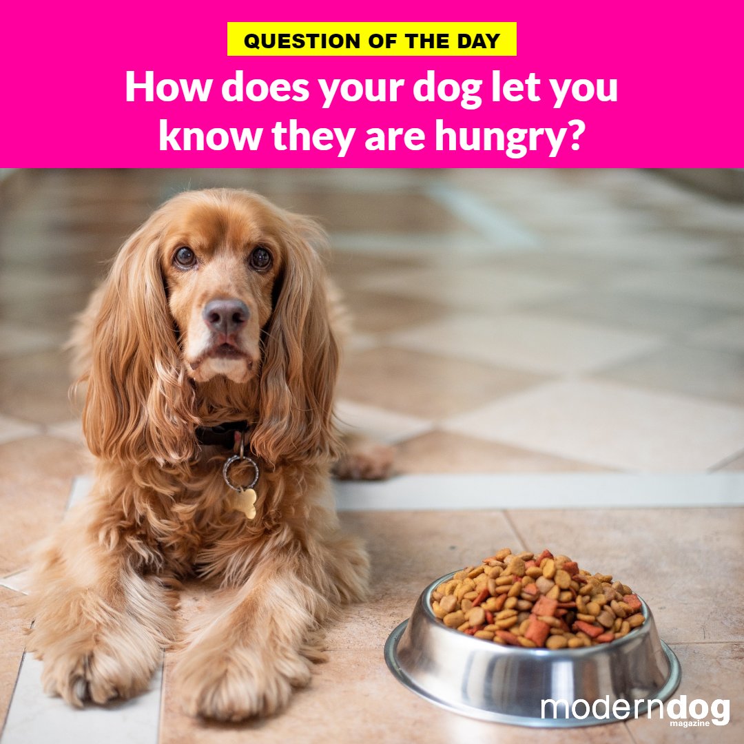 How Do U Know If Your Dog Is Hungry