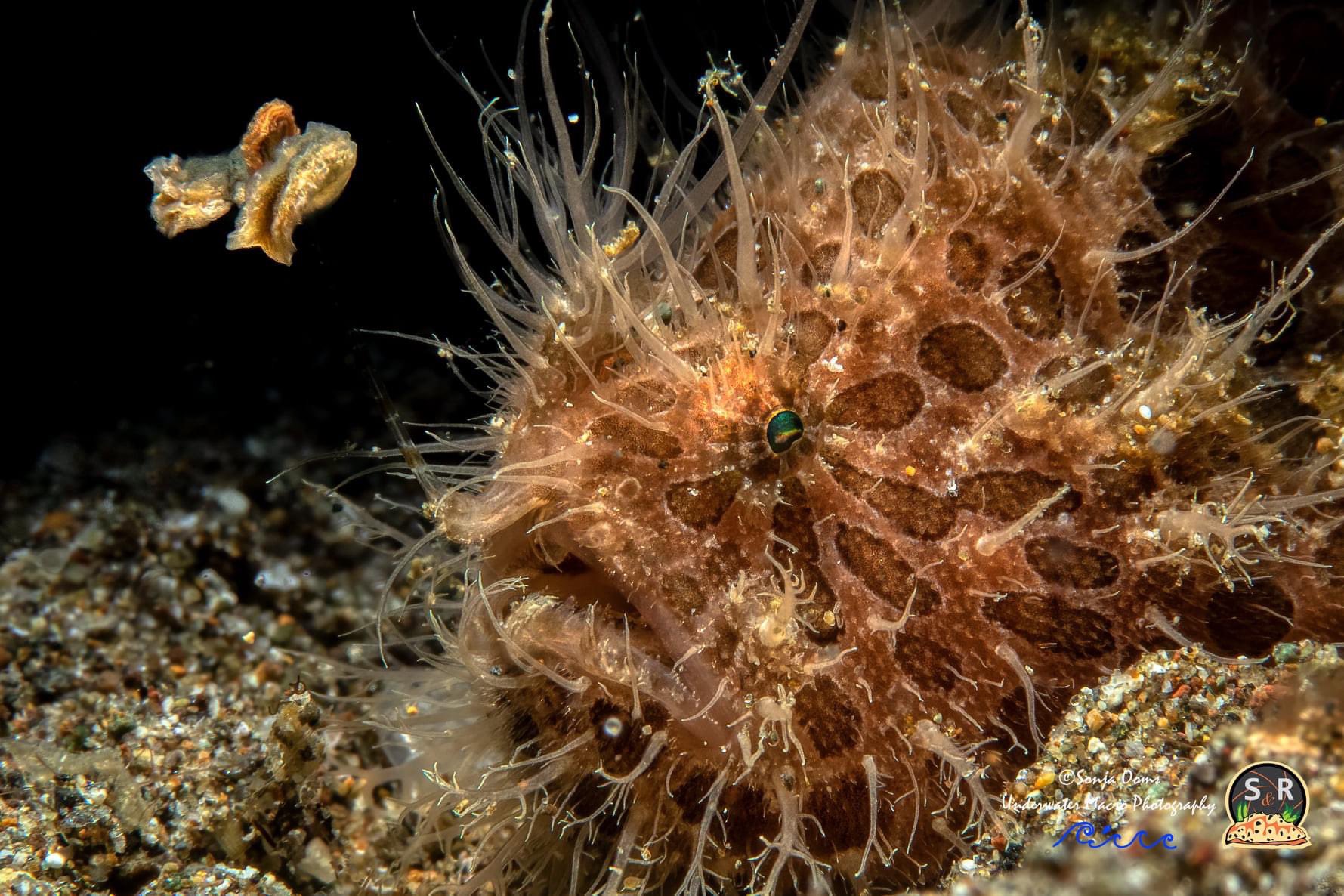 Frogfish Lure