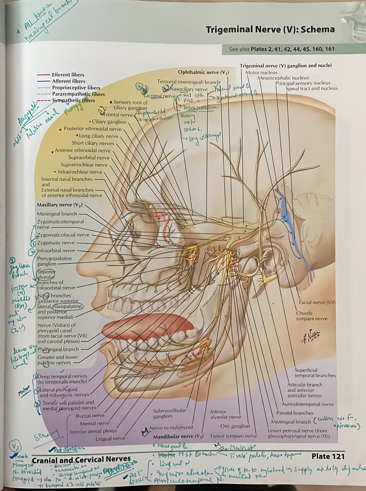 Trigeminal Nerve Netter