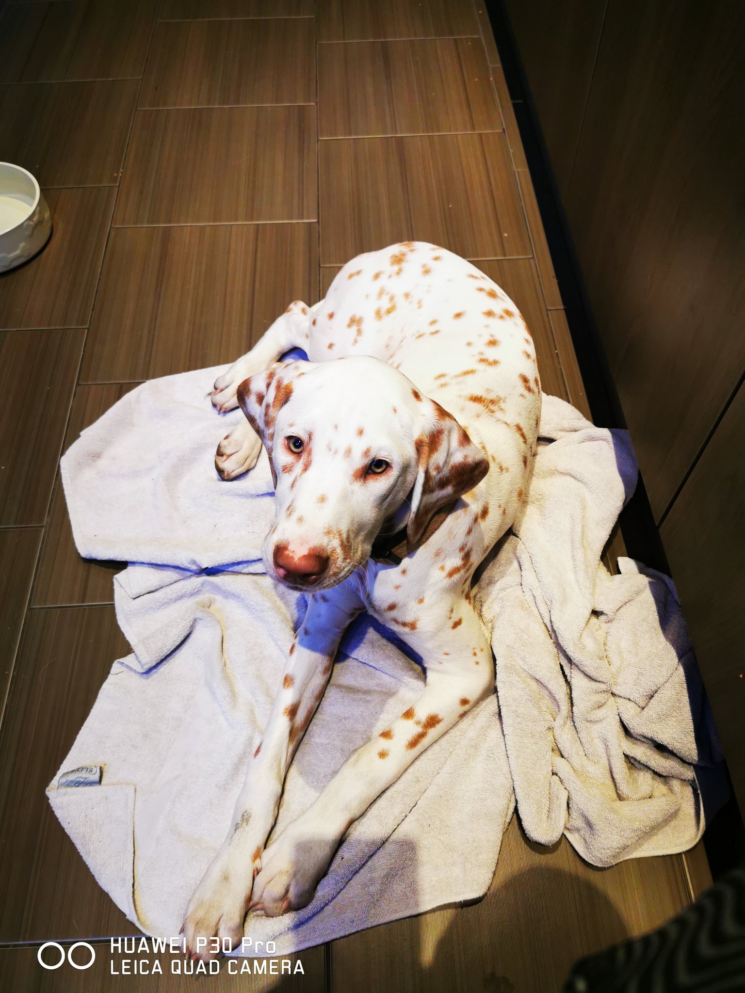 Lemon Spotted Dalmatian