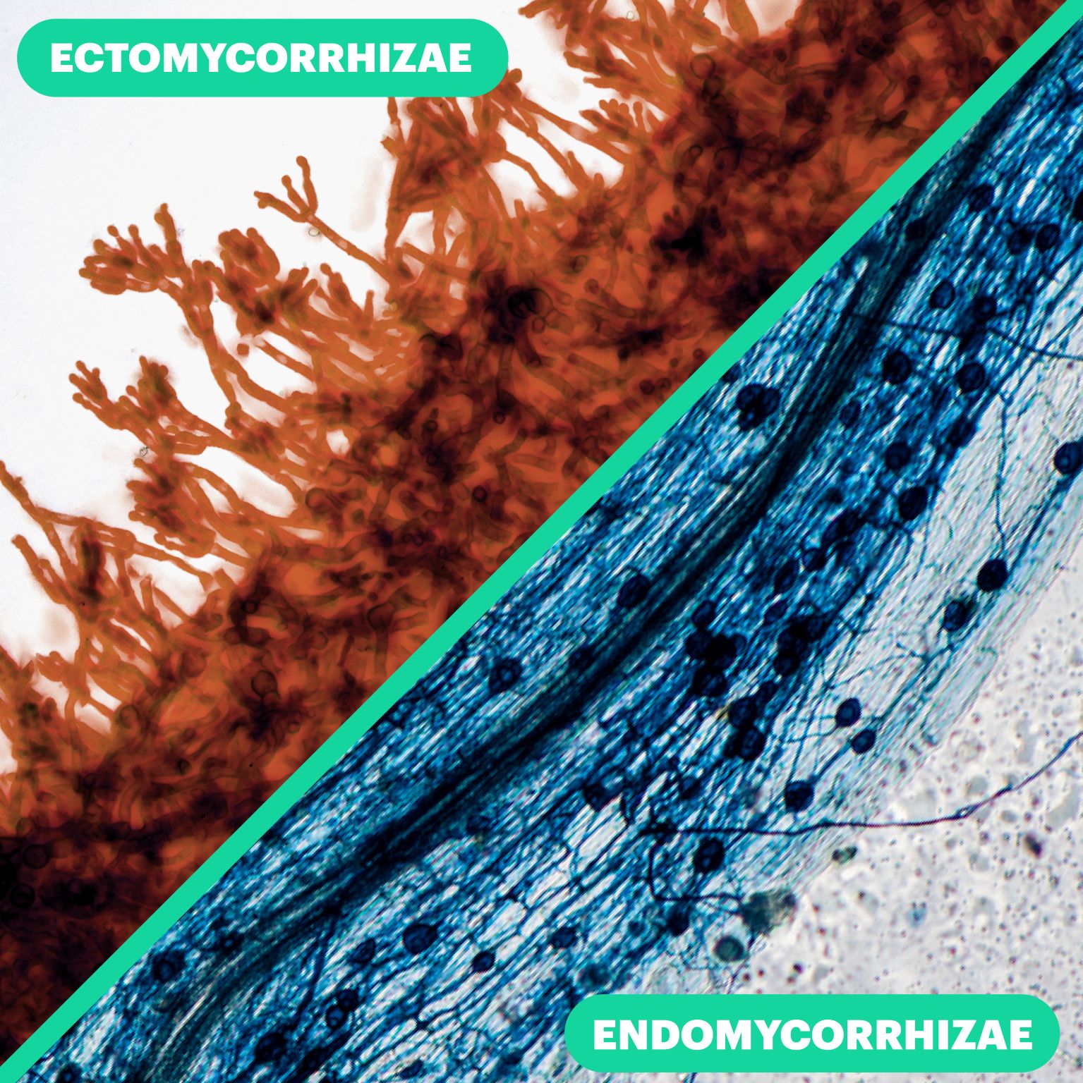 Ectomycorrhizae