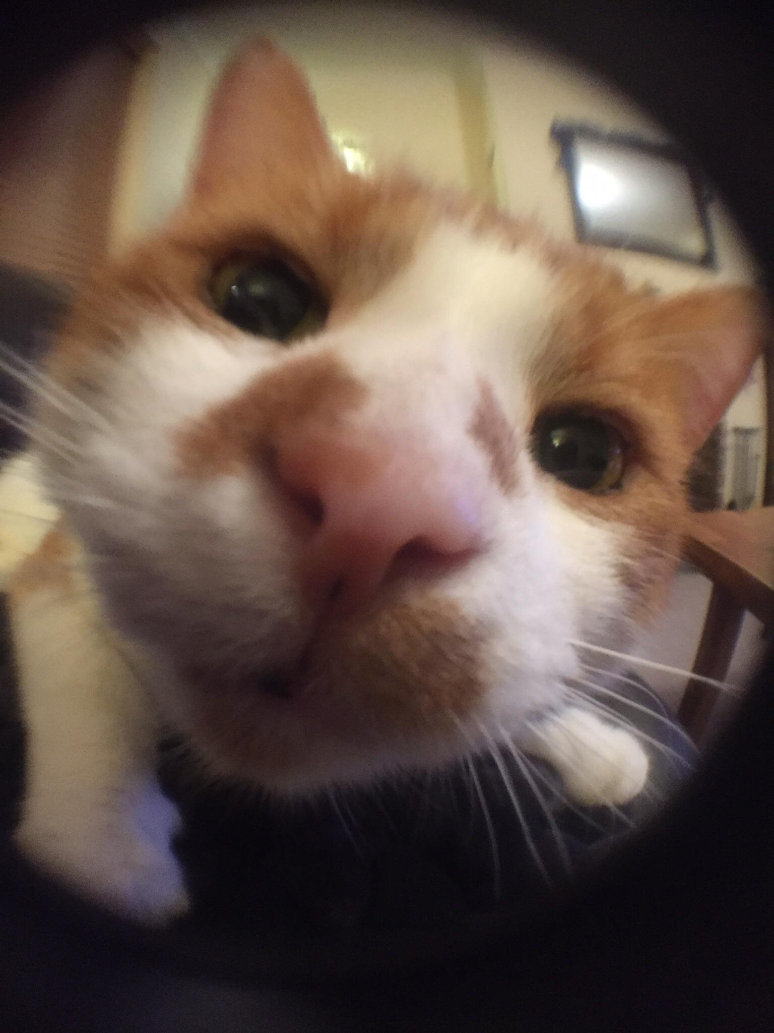 Fisheye Lens Memes 39 Hilariously Silly Photos Of Cats Taken With A