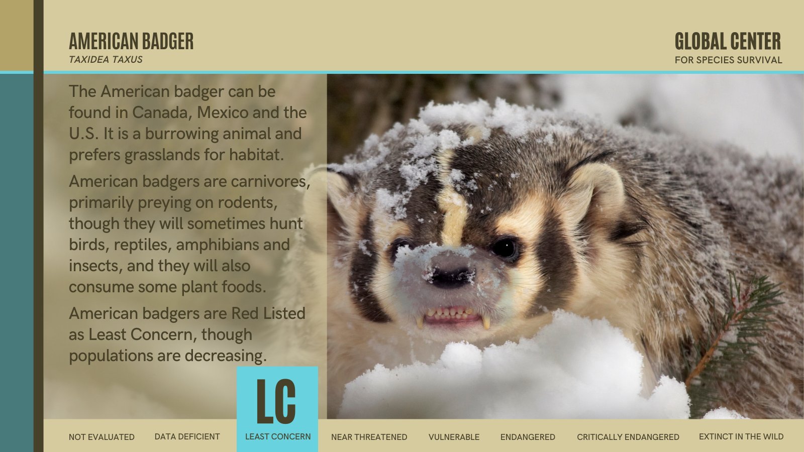 Badgers In North America