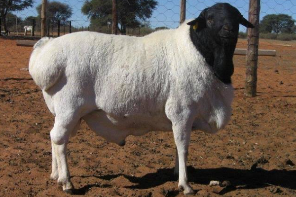 A🧵on the Rasulid Sultanate of Yemen [1229-1454] and its links with ...