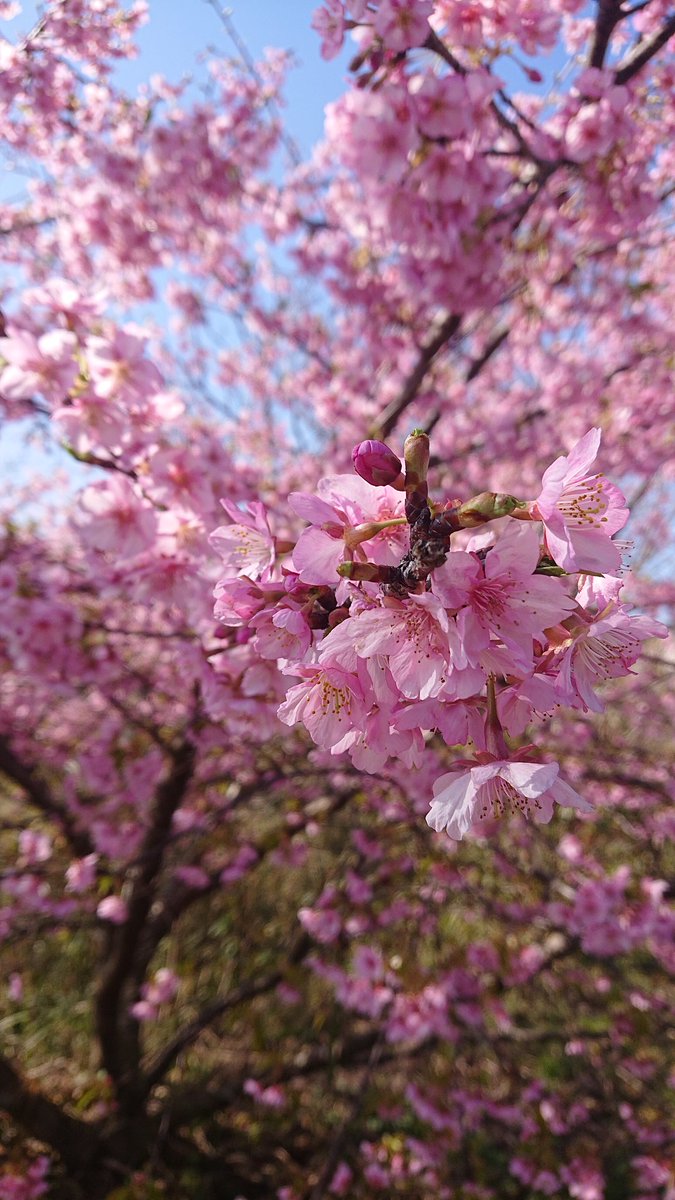 田中祐哉 (@launchbit_yuuya) | Twitter