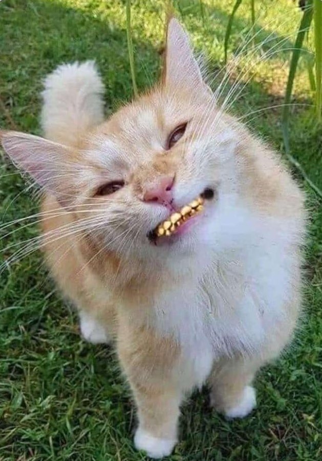 Cat With Human Teeth