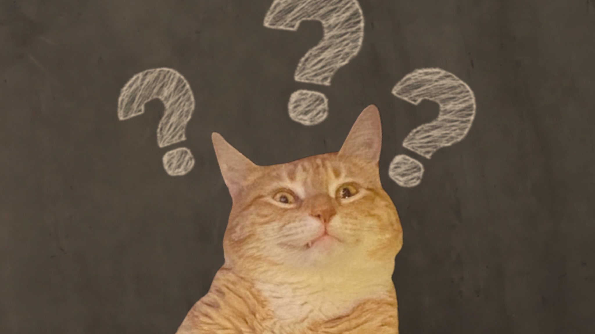 Cat Question Mark
