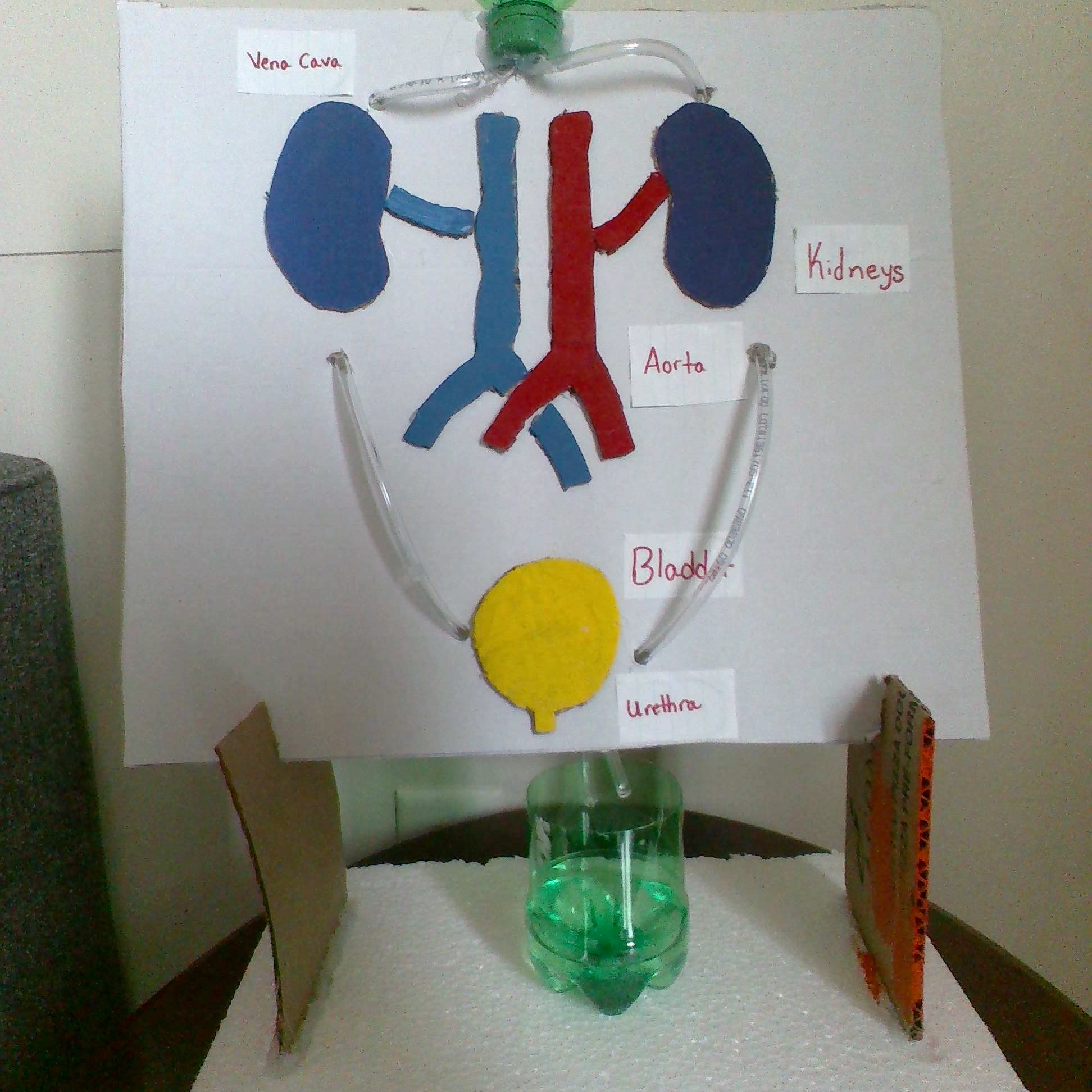 Excretory System Model Project
