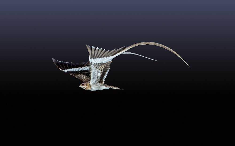 Pennant Winged Nightjar