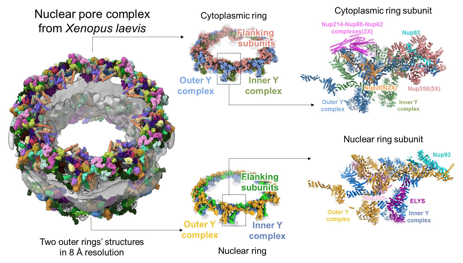 Nuclear Pore Complex Em