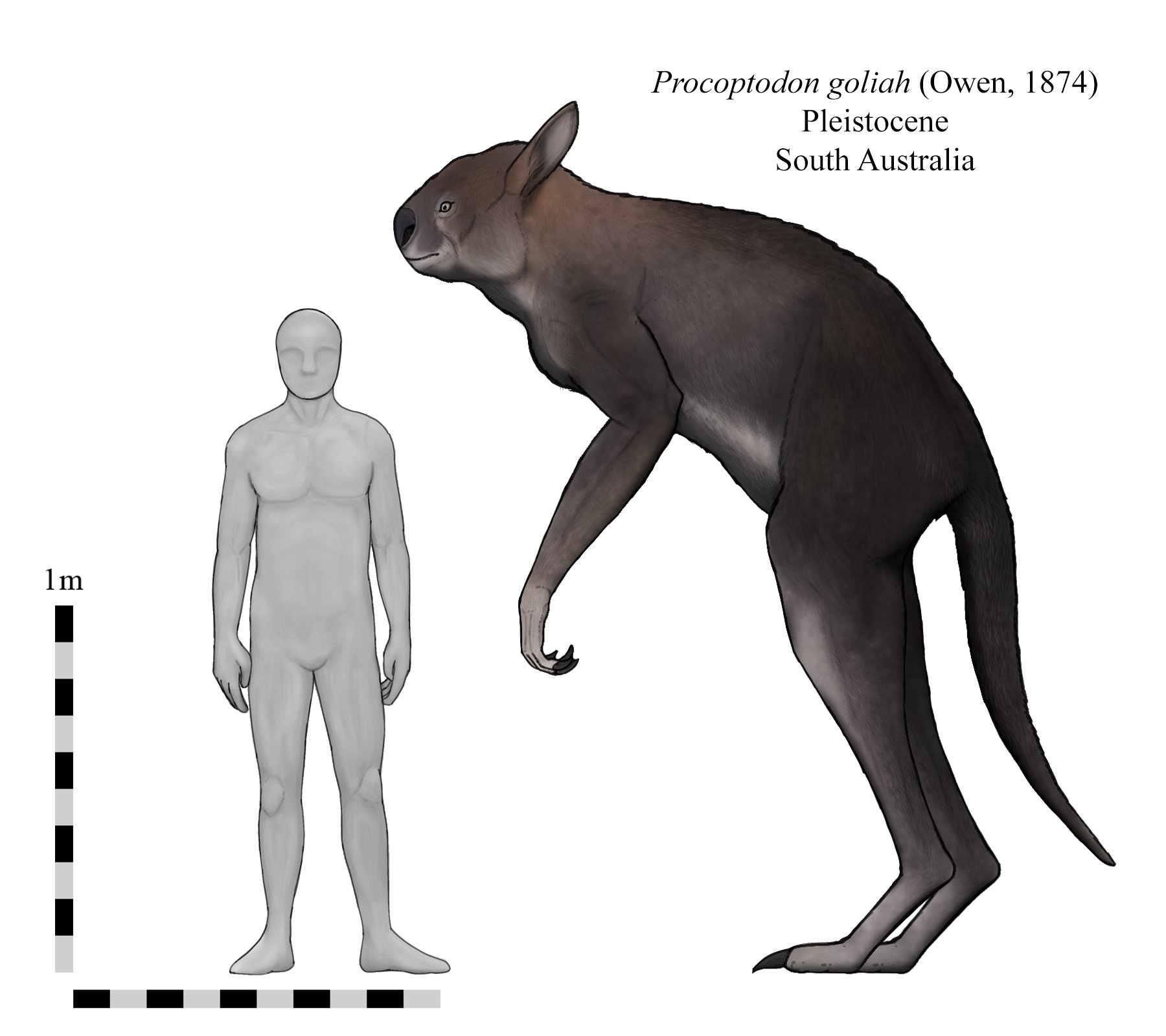 Procoptodon Size