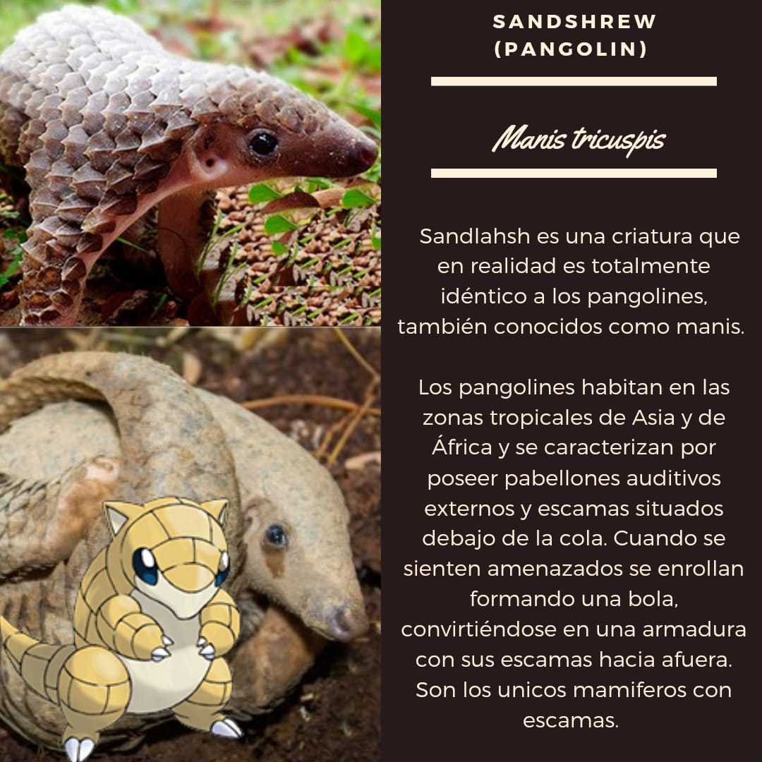 Pangolin Sandshrew