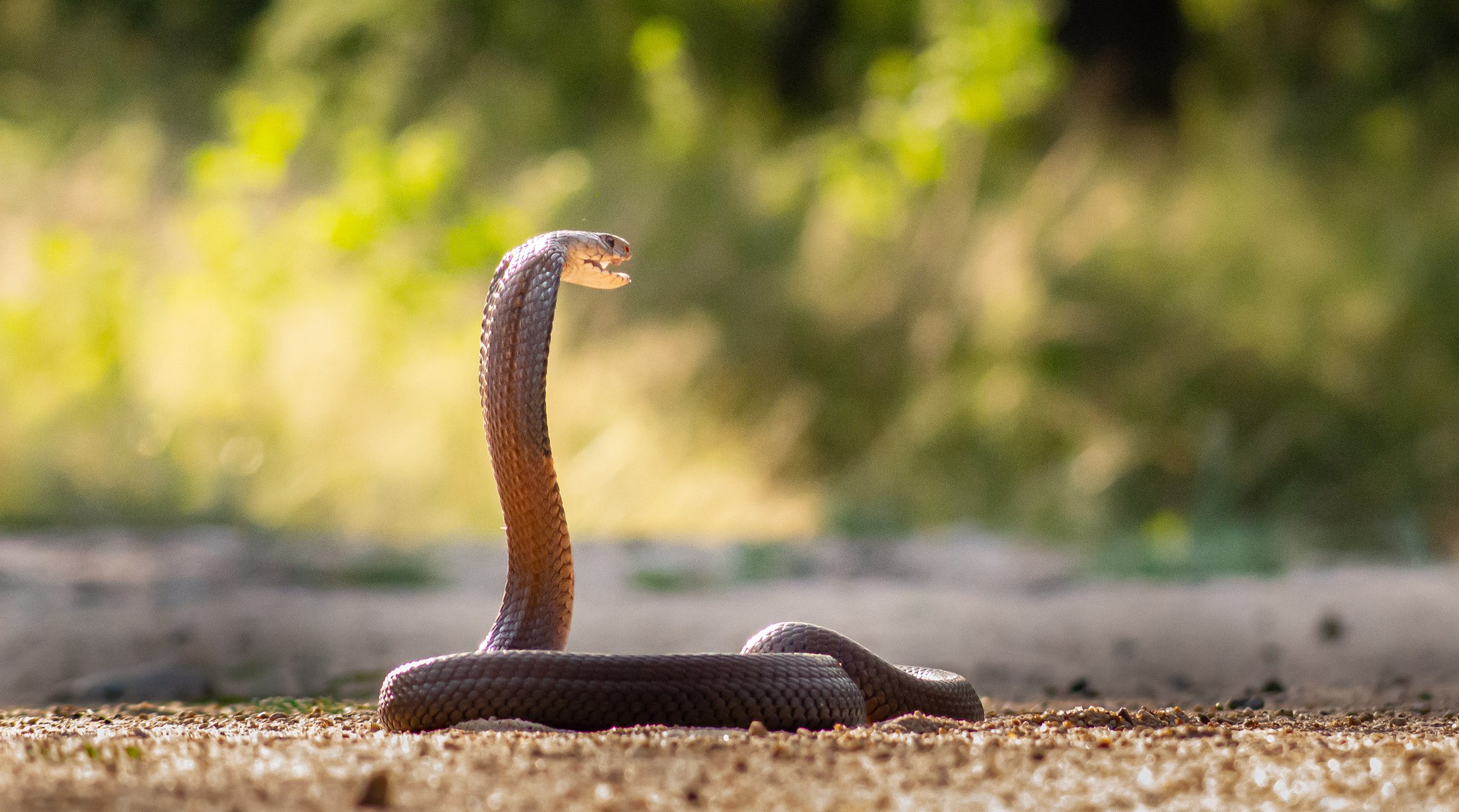 Spitting Cobra Fangs