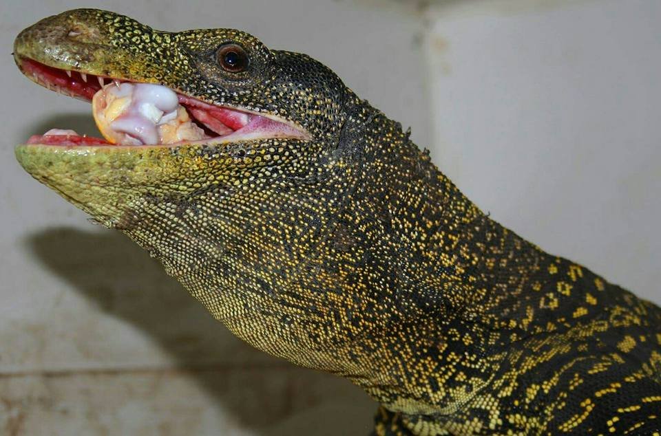 Crocodile Monitor Teeth