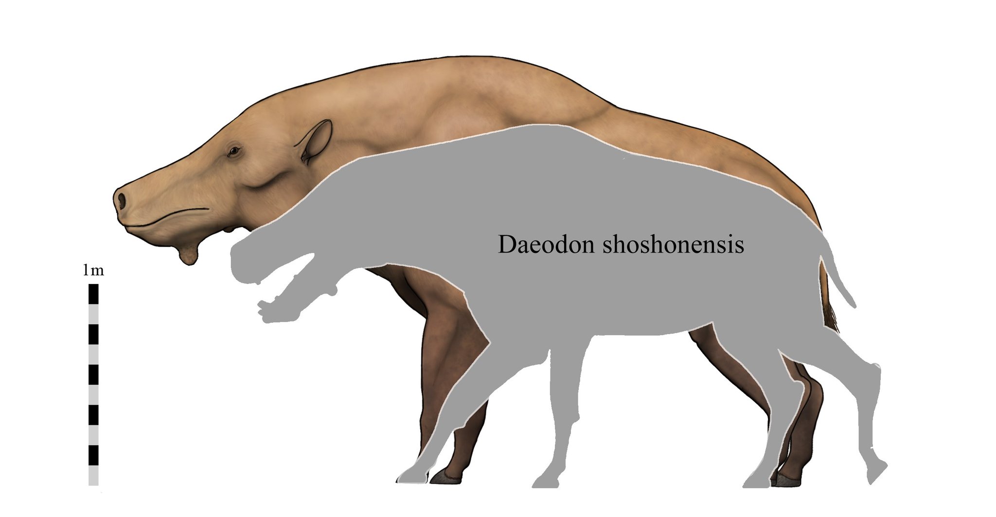 Daeodon Size