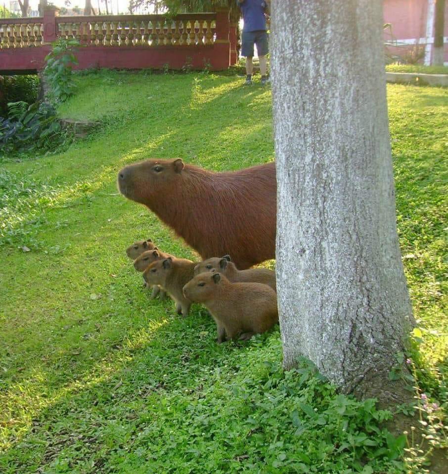 CAPYBARA MAN on Twitter: "family https://t.co/Ck7S06fF0T" / Twitter