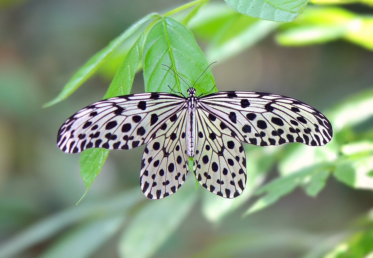 The common tree nymph, Idea stolli, is a huge butterfly and one that ...