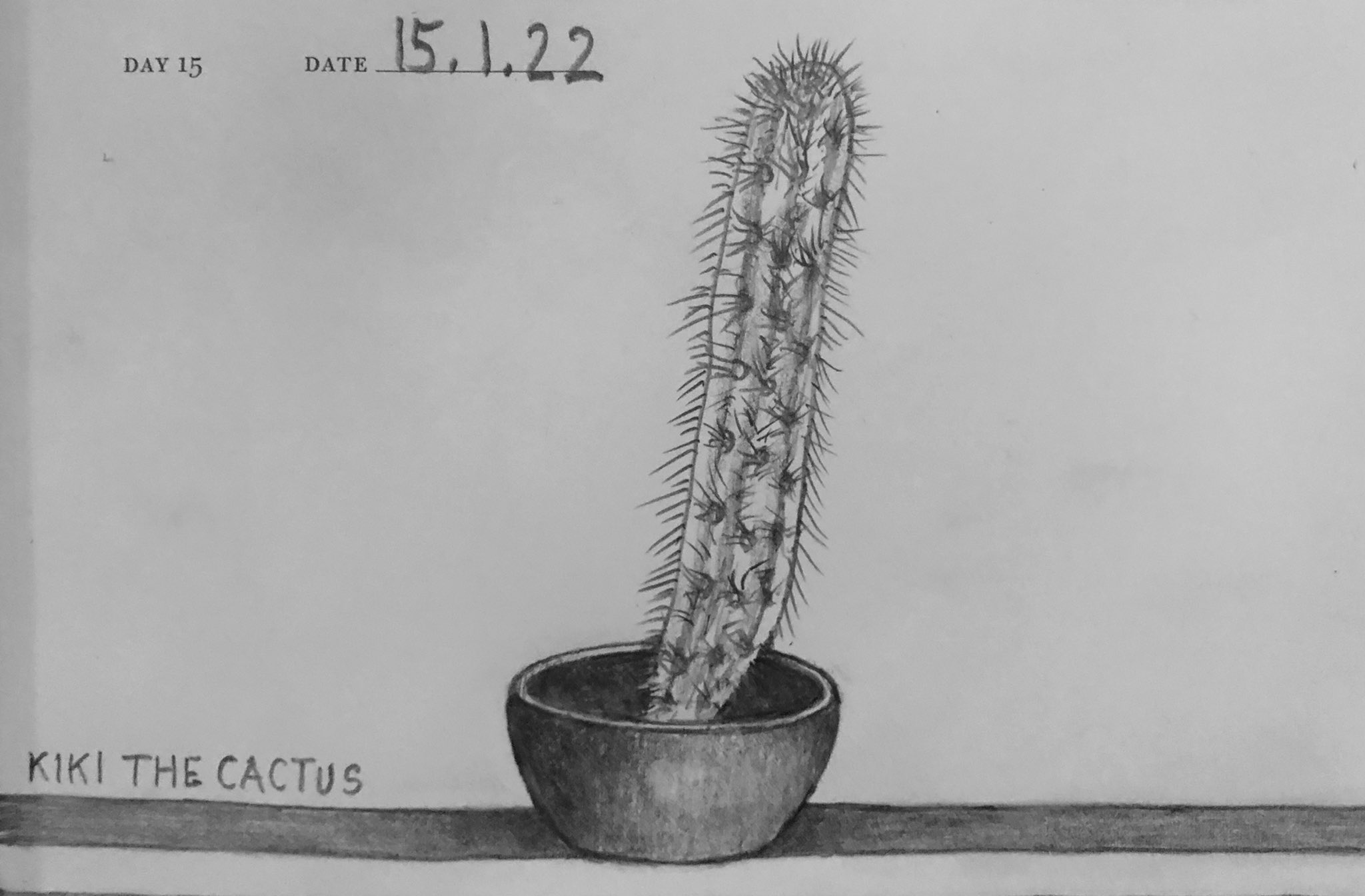 Pencil Drawing Cactus