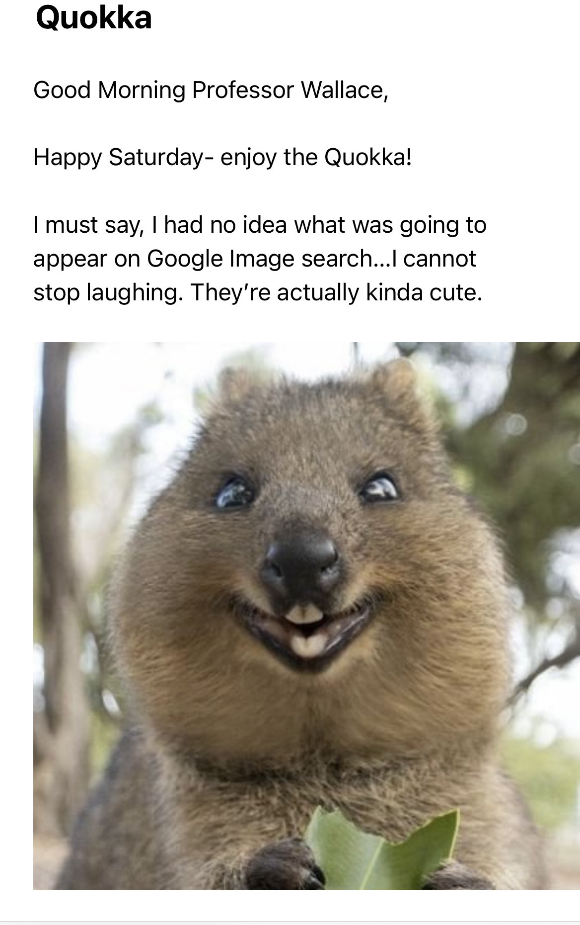 Quokka Happy Meme