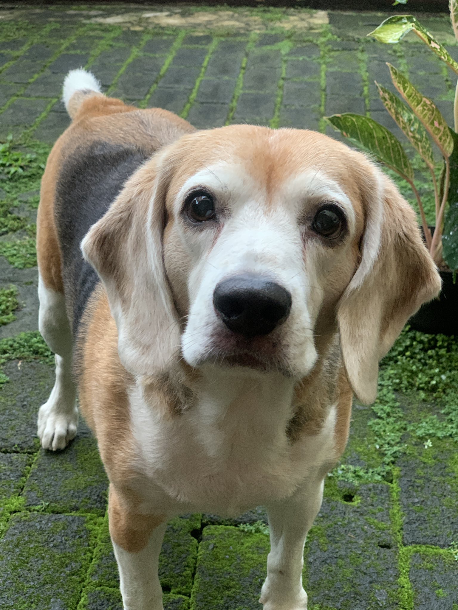 How Old Is The Oldest Beagle Dog