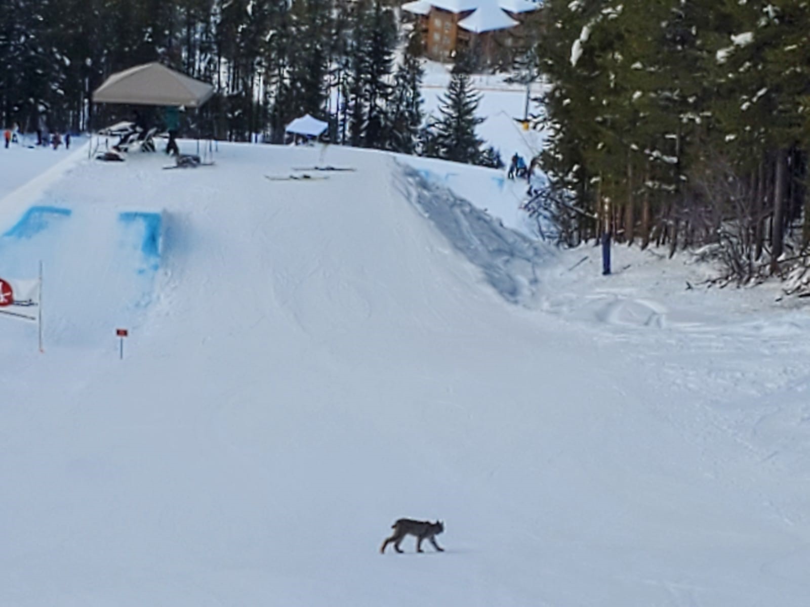 Wild Lynx Drops By Canadian Ski Resort - Unofficial Networks