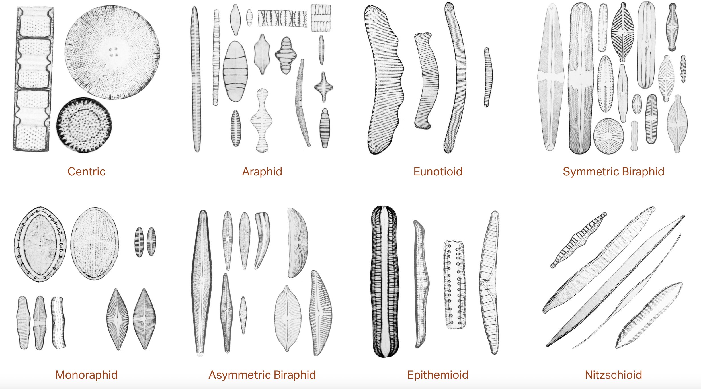 Freshwater Diatoms Identification